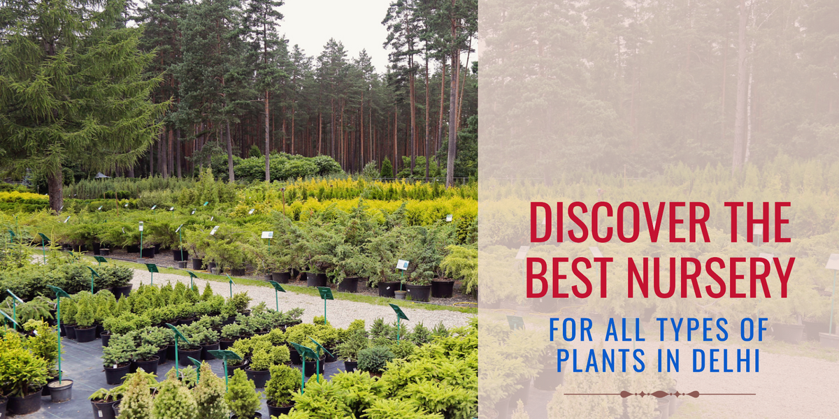 Find the Best Nursery Near Me for All Types of Plants in Delhi ...