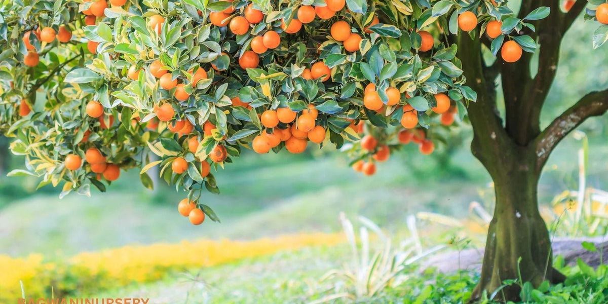 10 Best Fruit Trees to Grow in Your Home Garden — Saharanpur Nursery