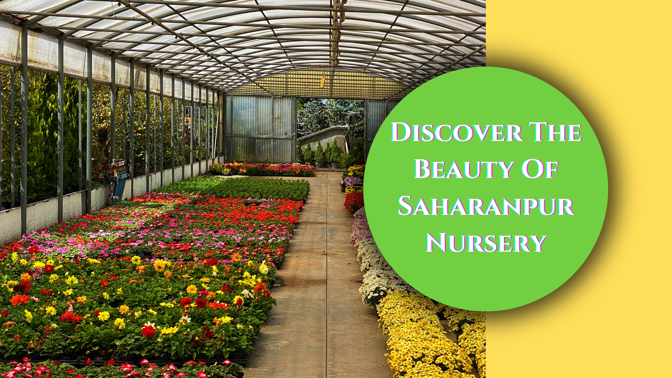Why is Saharanpur Nursery Famous?