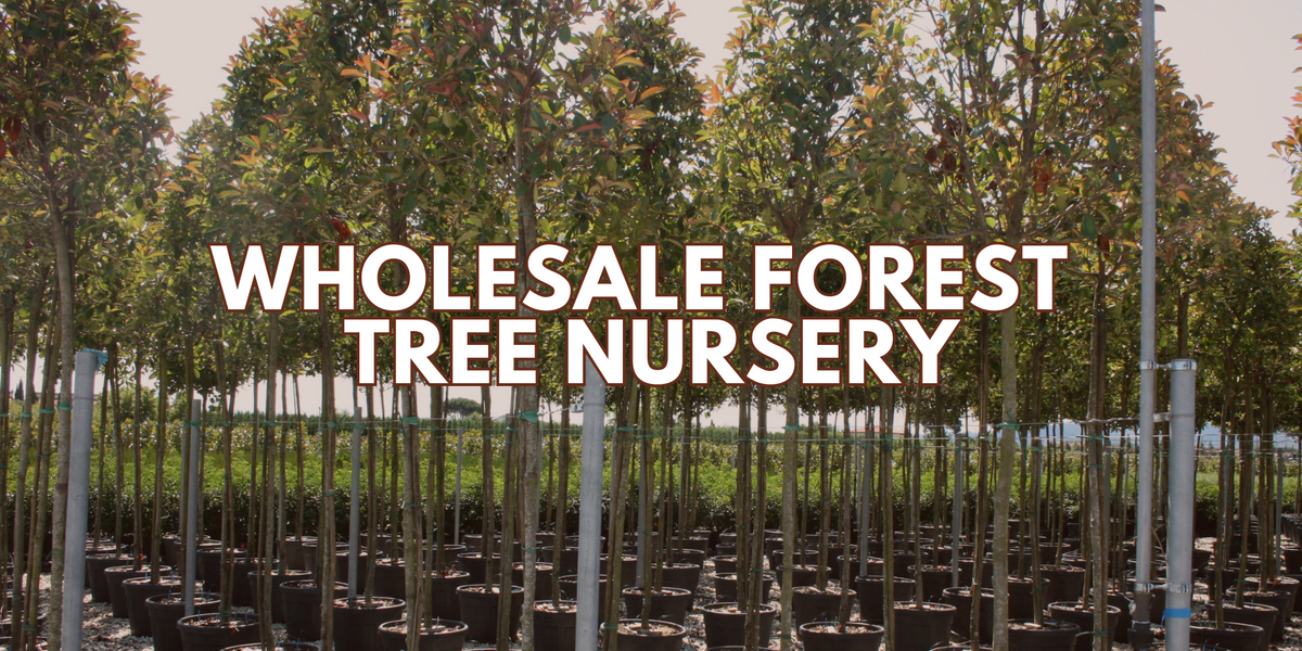 Forest Tree Nursery in Saharanpur | Wholesale Forest Tree Supplier in ...