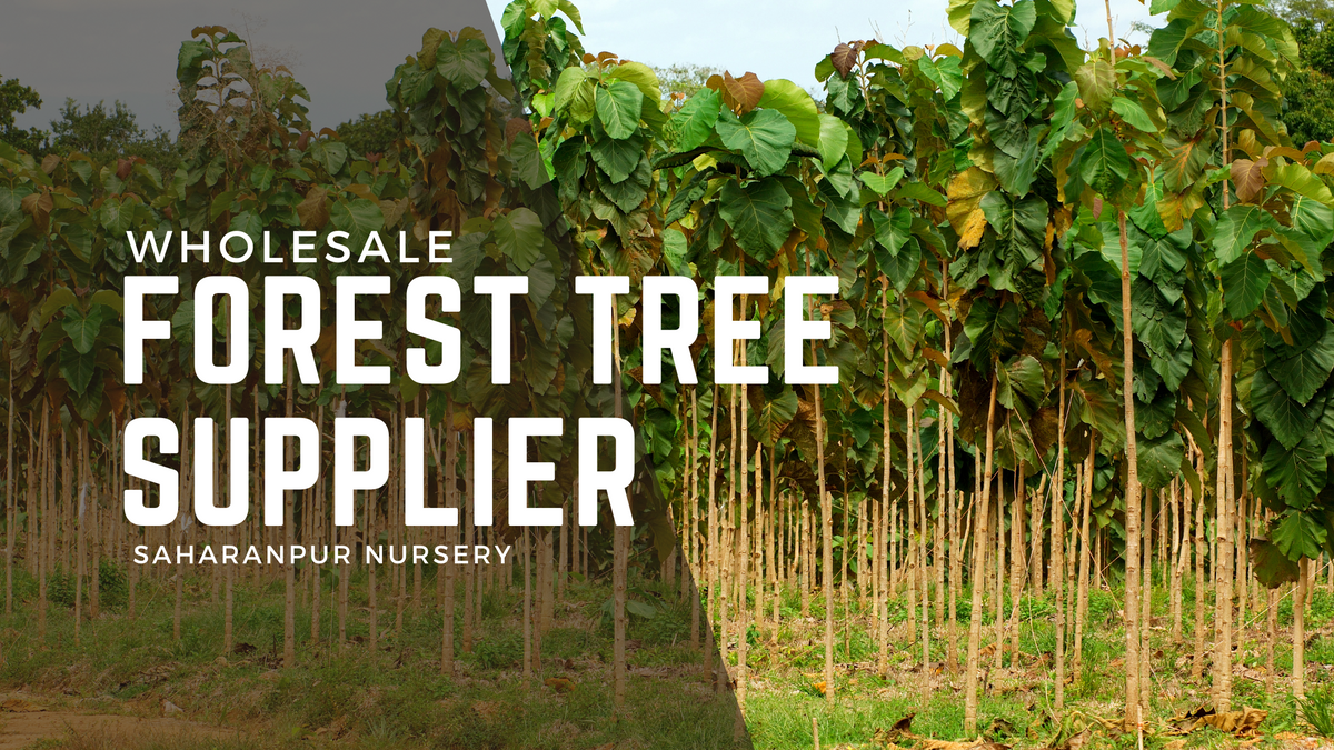 Best Bulk Forest Tree Supplier in Saharanpur — Saharanpur Nursery