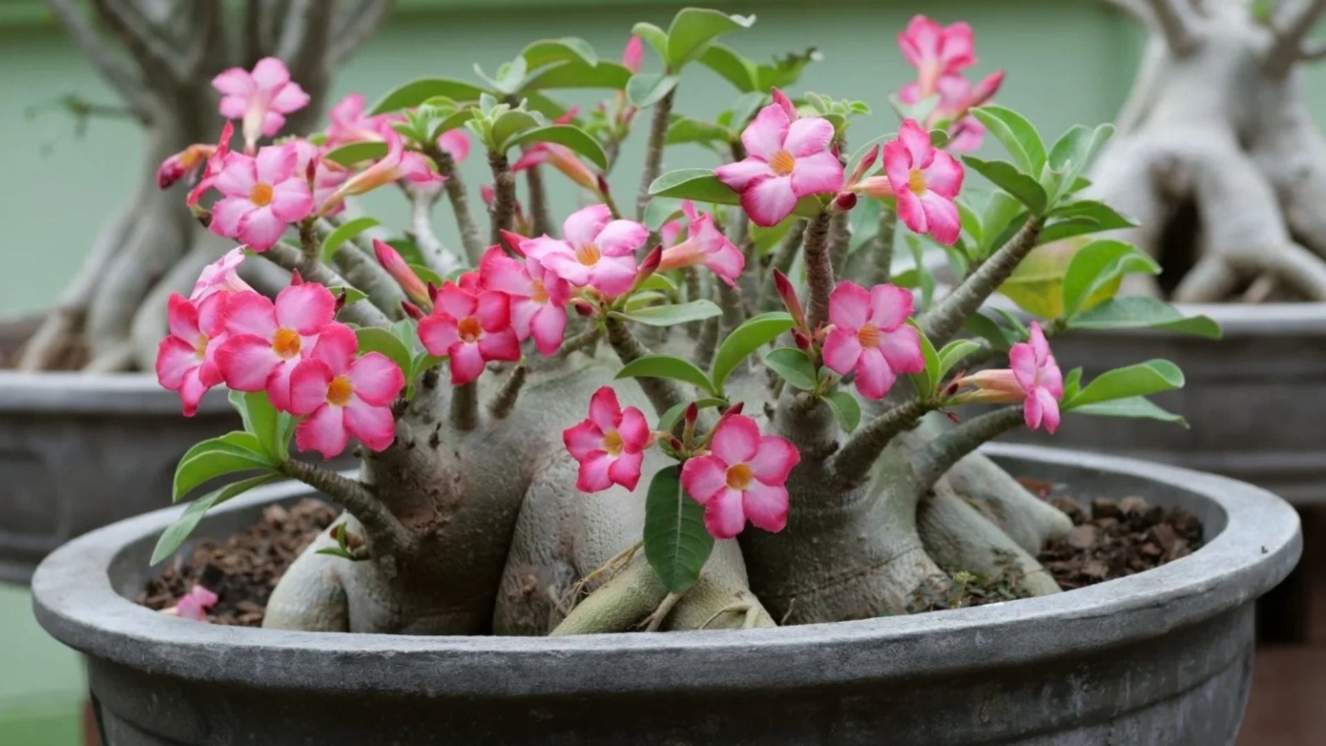 How to Grow Adenium in India – Simple Care Tips for the Desert Rose Pl ...
