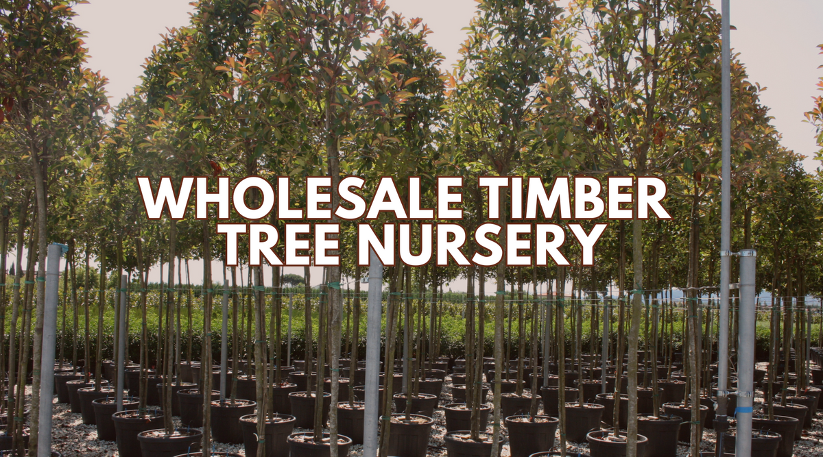 Gajraula Timber Nursery | Timber Nursery in Gajraula | Wholesale Timbe ...