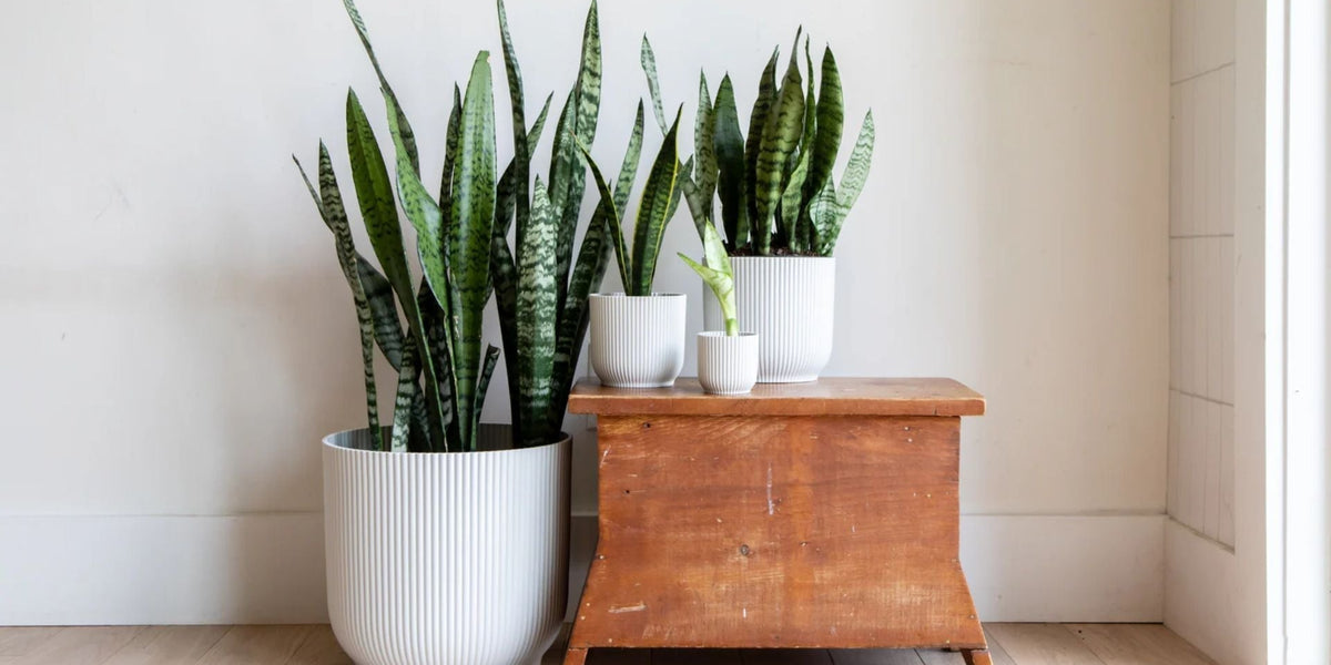 The Shocking Truth About Snake Plants – Are They Poisonous ...