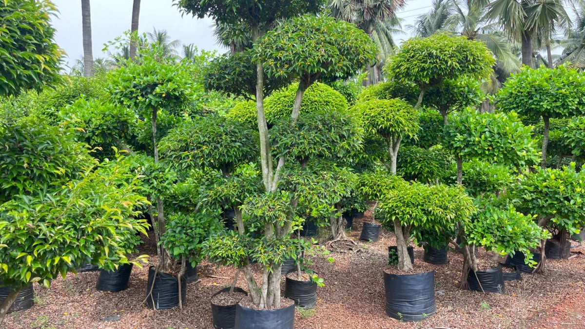 Ficus Multi Ball Tree Care Guide for Homes, Offices & Gardens ...