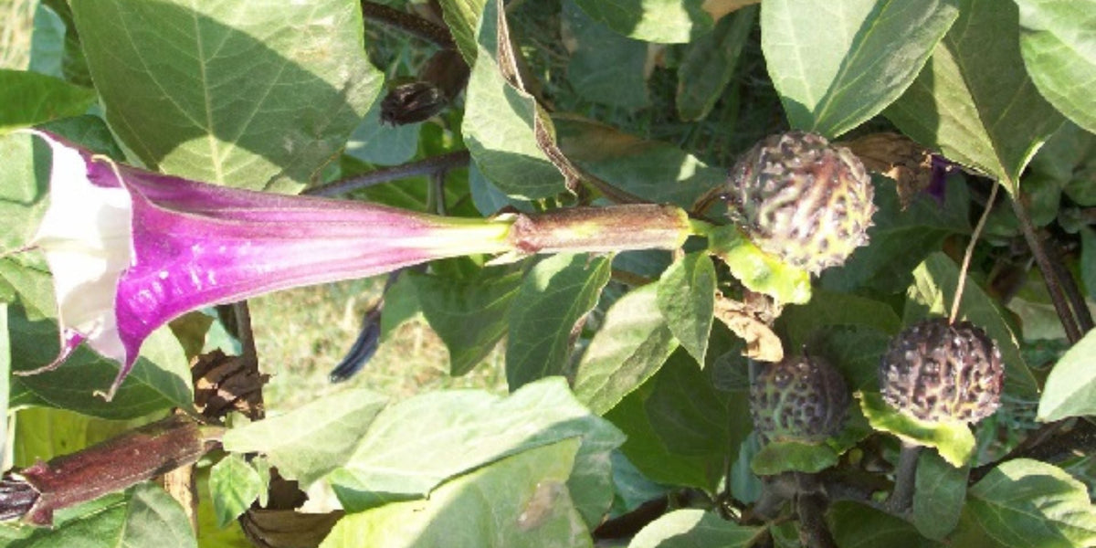 Datura Plant Guide | Uses, Benefits, Cultivation, Toxicity & Precautio ...