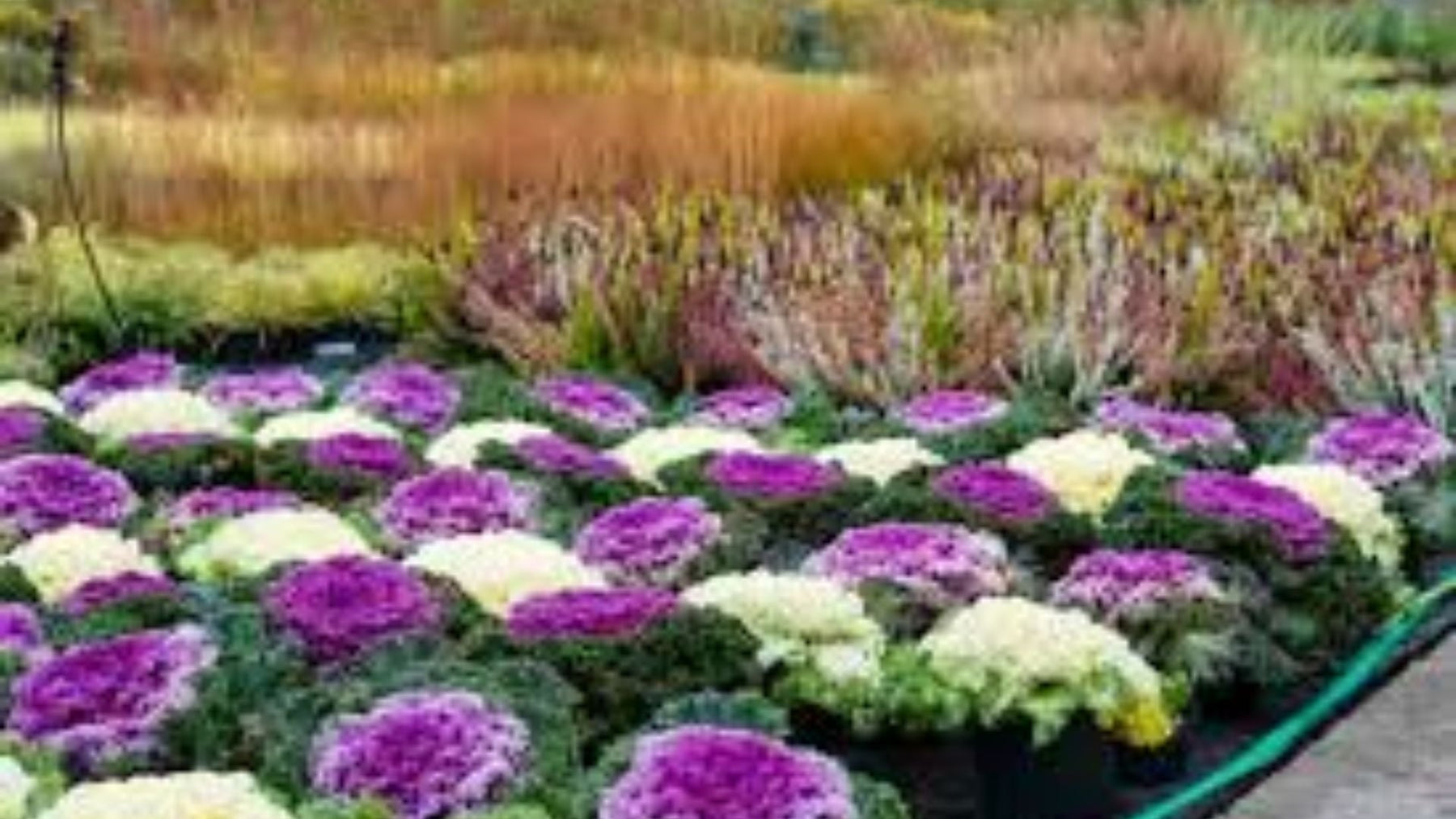 Ornamental Kale Care Guide | Best Winter Plants in India | Buy Seasona ...