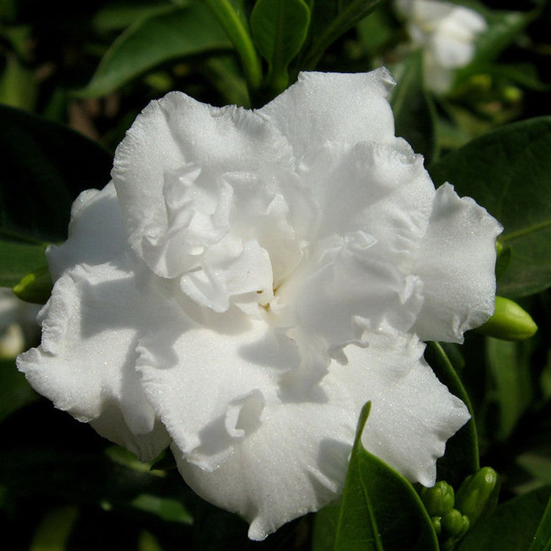 Tagar Double Frills - Flowering Shrubs — Saharanpur Nursery