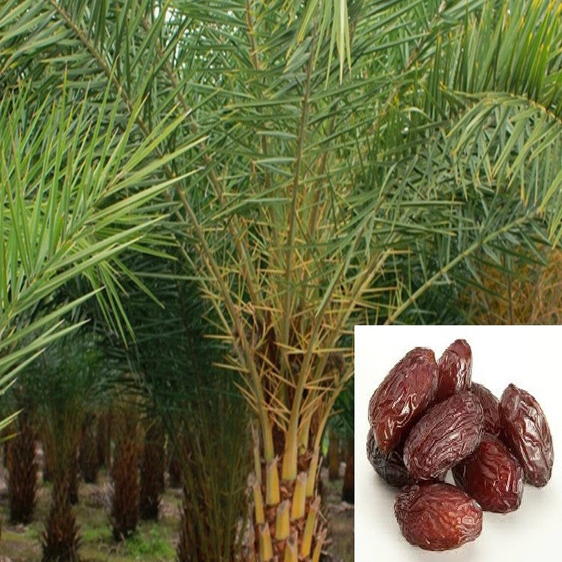 Date palm- Fruit Plants & Tree — Saharanpur Nursery