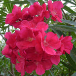 Nerium Red Double - Flowering Shrubs — Saharanpur Nursery