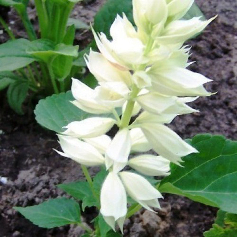 Salvia White - SEASONALS — Saharanpur Nursery