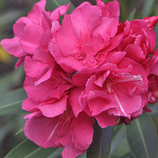 Nerium Red Double - Flowering Shrubs — Saharanpur Nursery