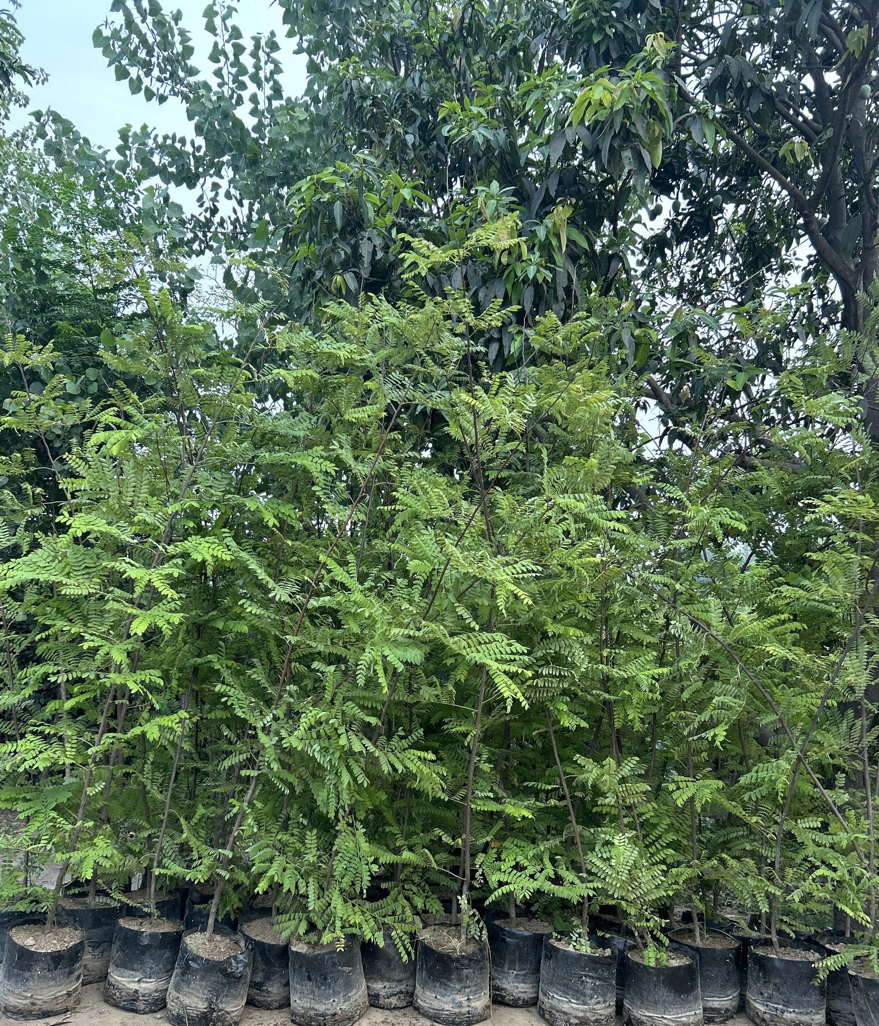 Buy Cassia Javanica - The Pink Shower Tree | Saharanpur Nursery