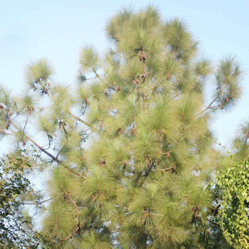 Chir Pine - Avenue Trees — Saharanpur Nursery