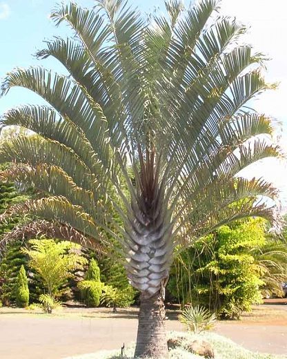 Triangle Palm - Dypsis Decaryi — Saharanpur Nursery