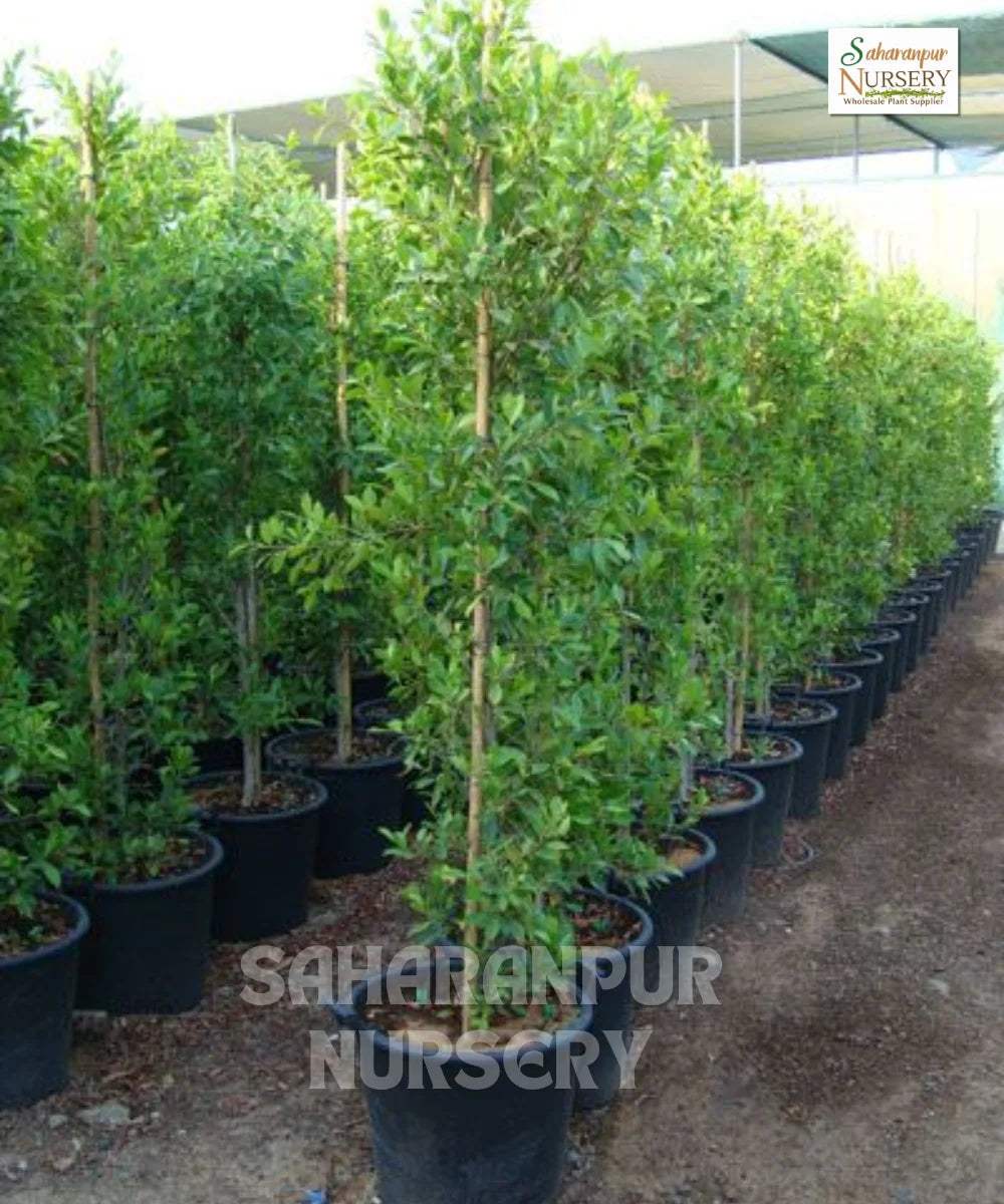 Ficus Nitida | Wholesale Nursery Plant Supplier — Saharanpur Nursery
