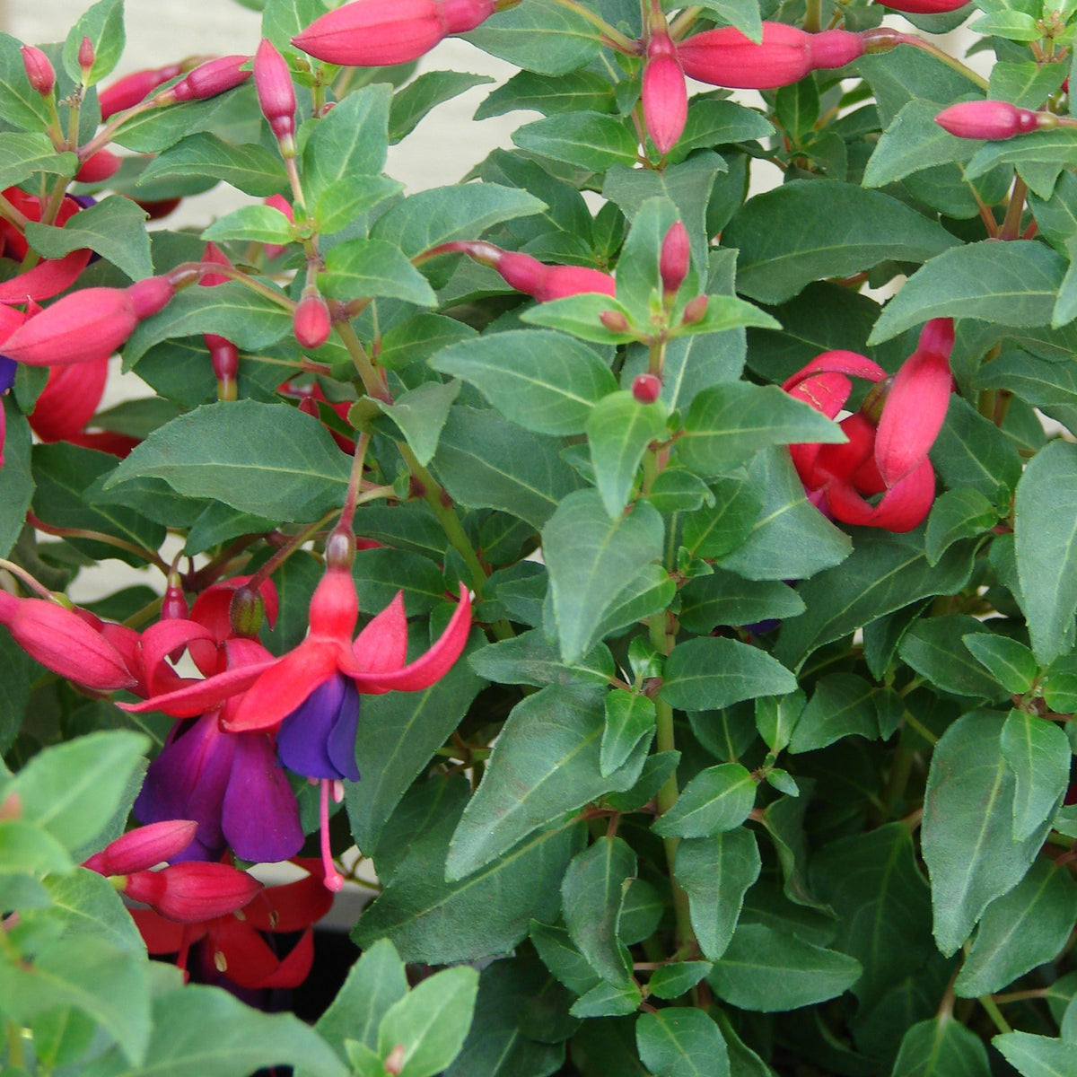 Brighten Up Your Garden with Fuchsia Hybrida - Buy Now! — Saharanpur ...