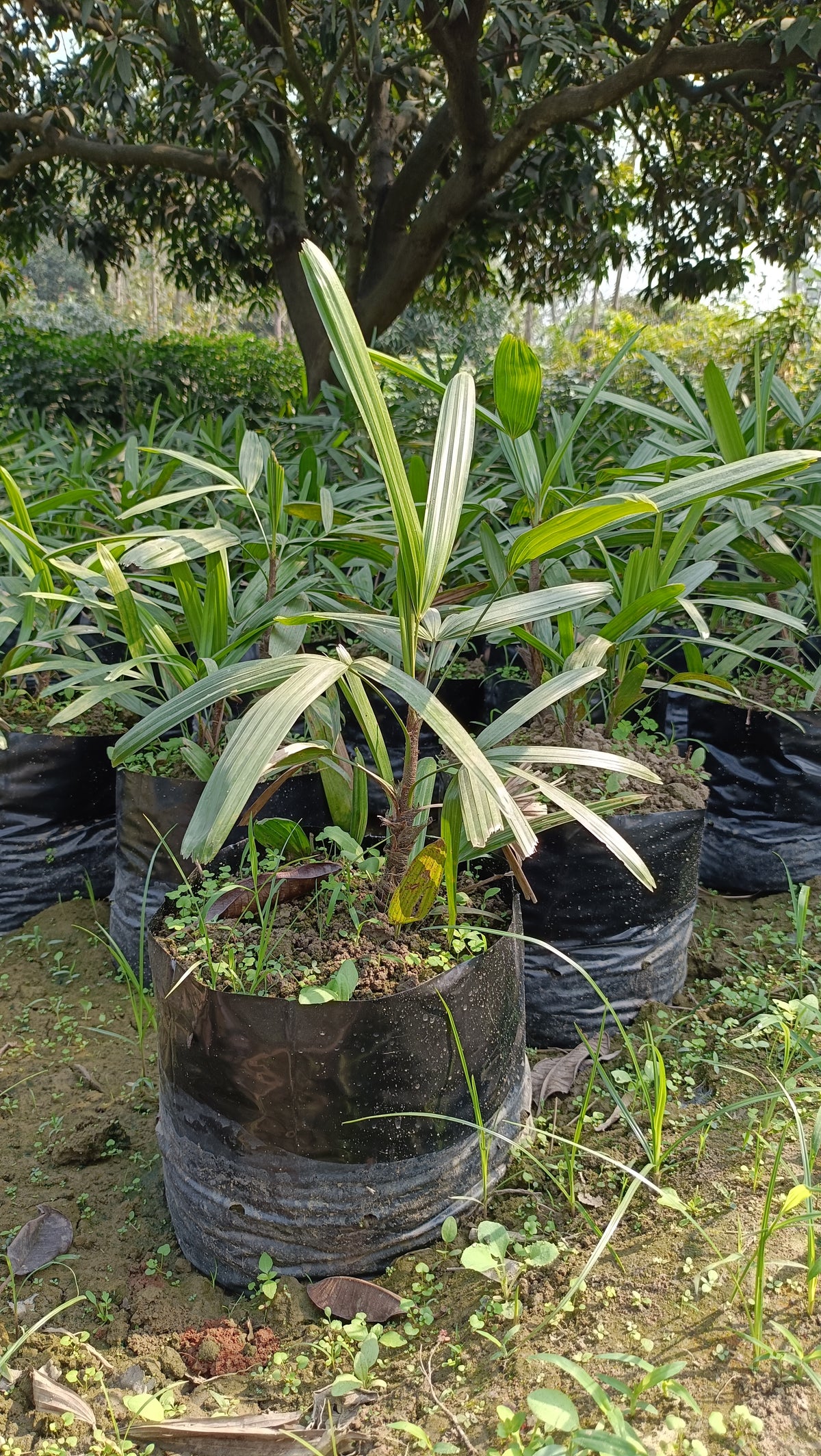 Raphis Palm - Rhapis Excelsa — Saharanpur Nursery