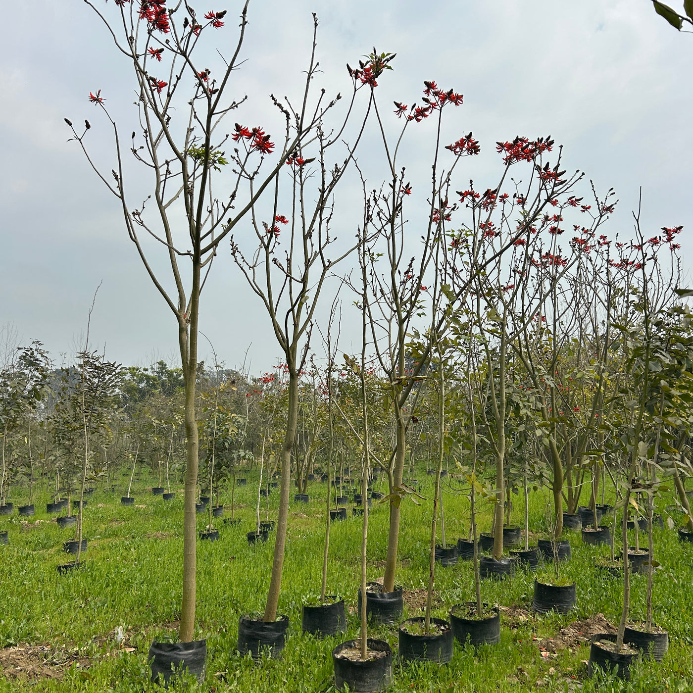 Buy Erythrina indica tree, Indian coral tree, Tota tree in wholesale ...
