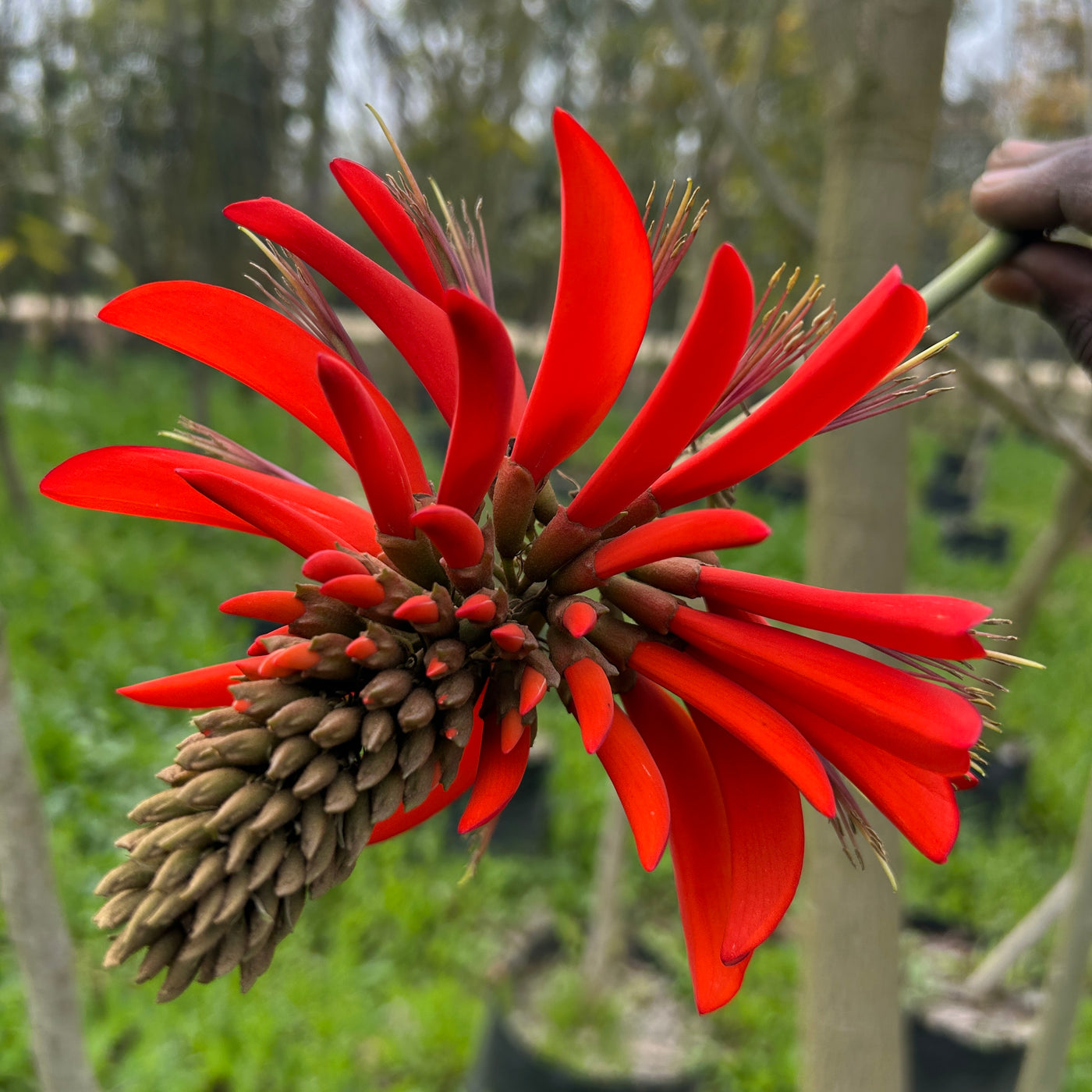 Buy Erythrina indica tree, Indian coral tree, Tota tree in wholesale ...