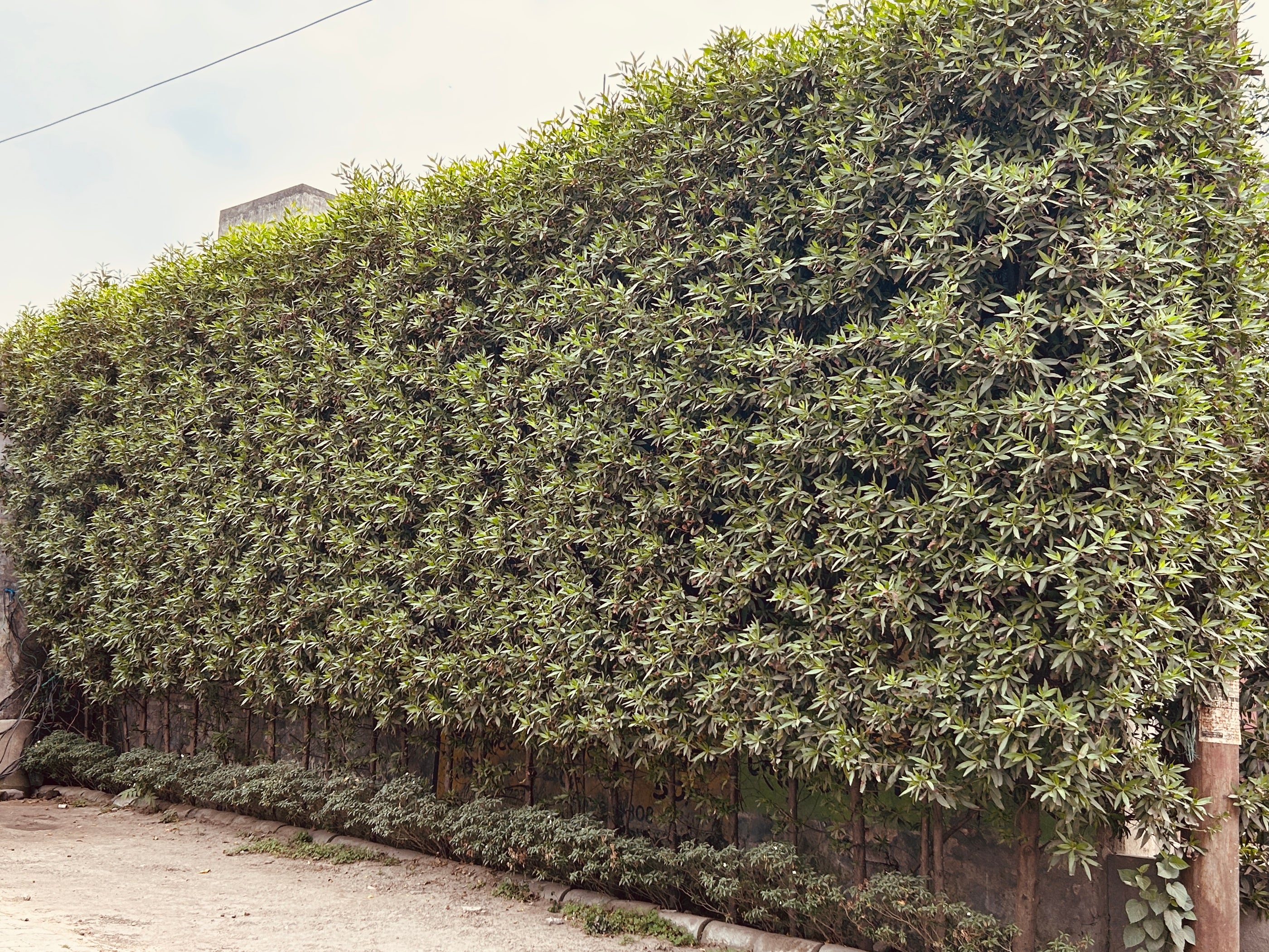 Conocarpus Tree , Conocarpus erectus, Conocarpus lancifolius ...