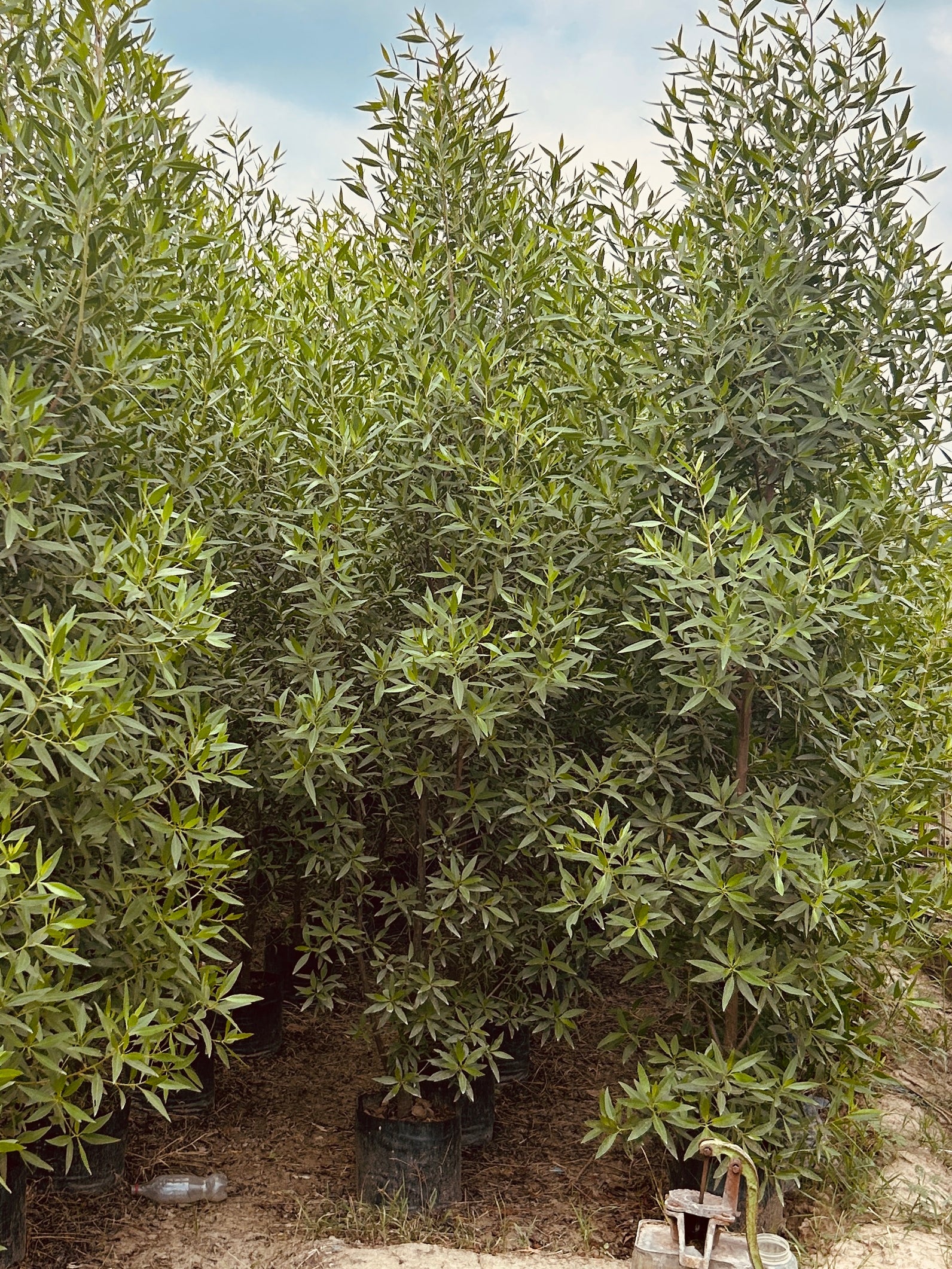 Hedge Plants – Natural Green Fencing for Your Garden — Saharanpur Nursery
