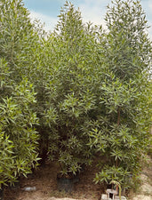 Conocarpus Tree , Conocarpus erectus, Conocarpus lancifolius ...