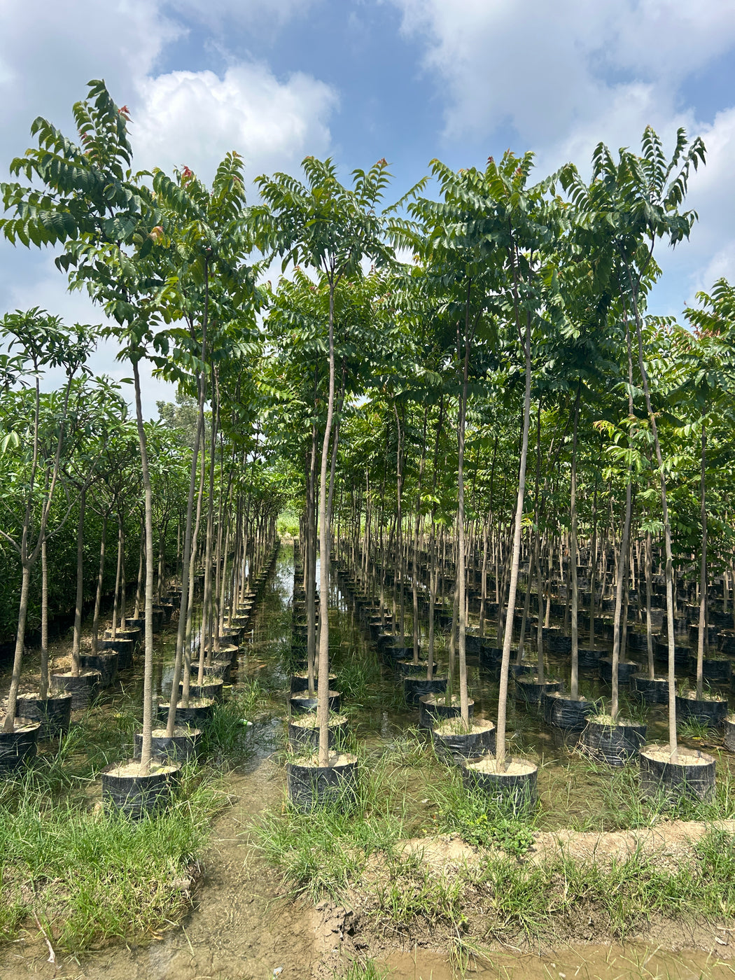 Chukrasia tabularis tree in wholesale, Indian mahogany tree — Saharanpur Nursery