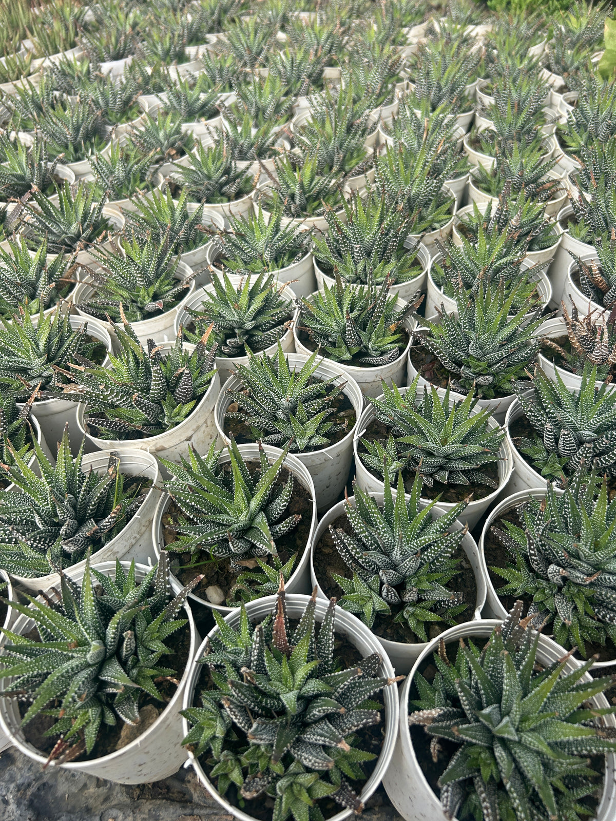 Buy Zebra Cactus |zebra haworthia| — Saharanpur Nursery