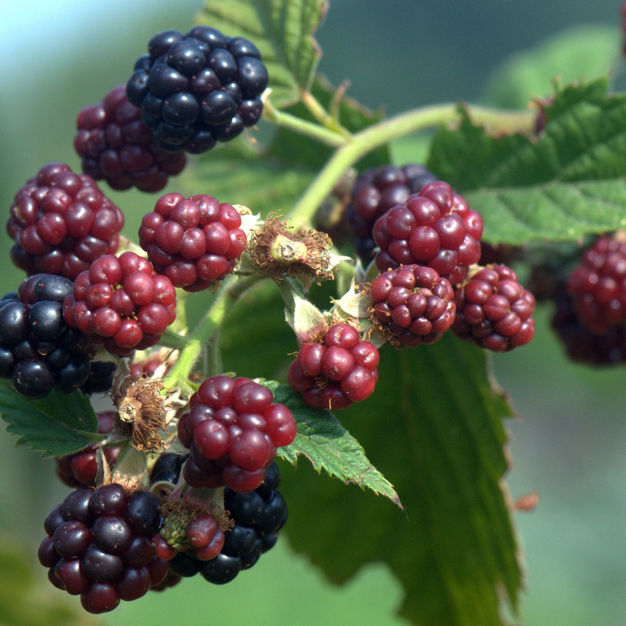 Blackberry (Rubus fruticosus) Plants for Sale — Saharanpur Nursery
