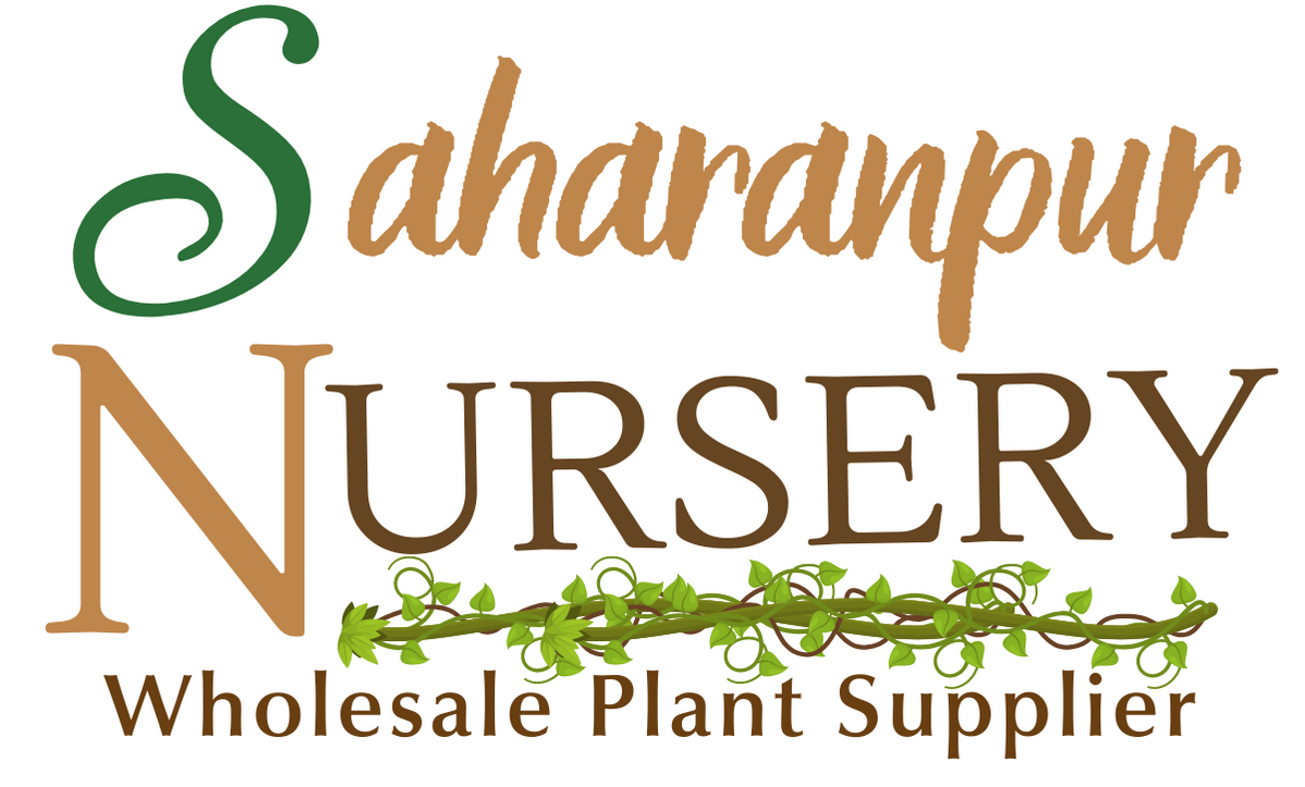Topiary Plants | How to Grow, Care, and Style Your Garden with These L ...