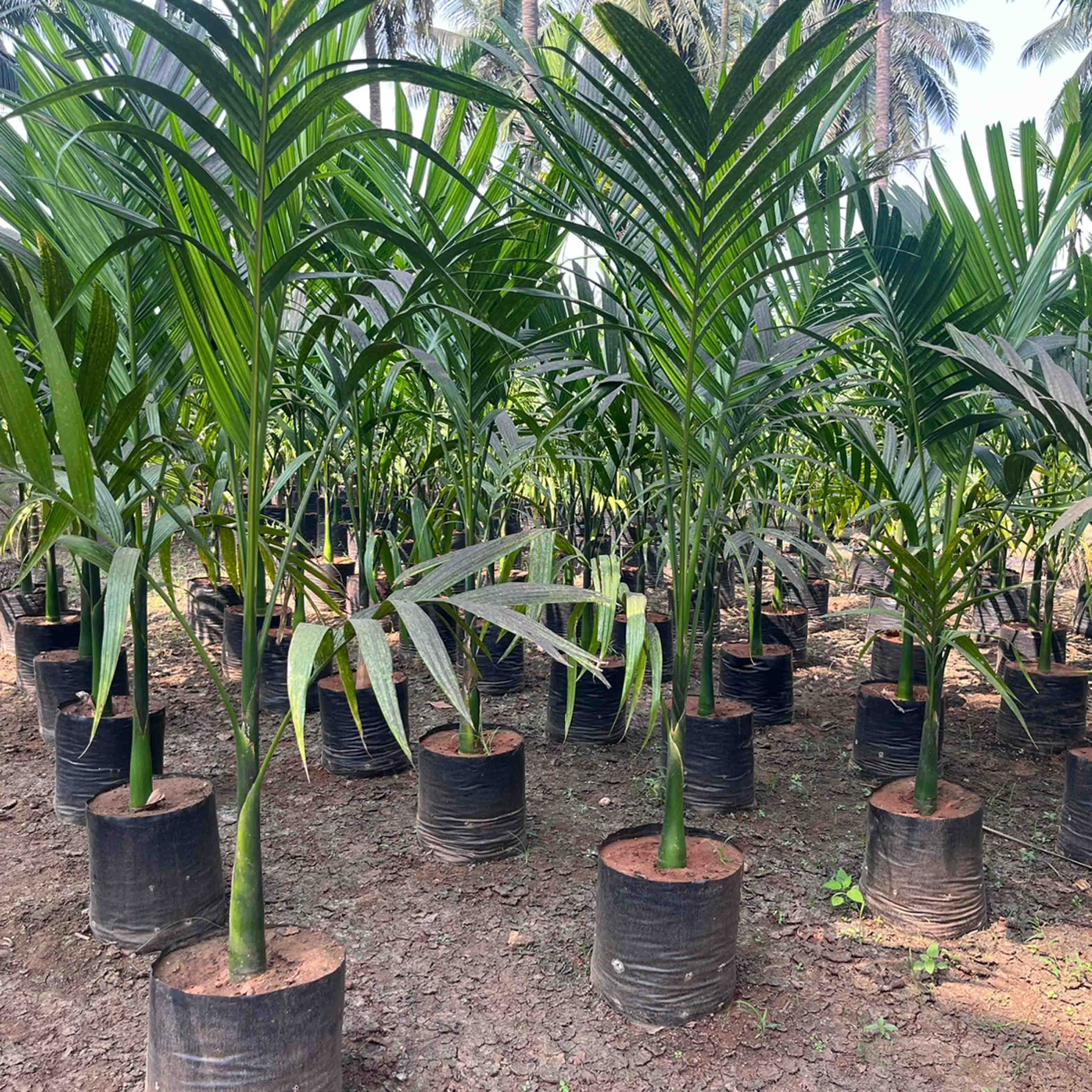 Betel Nut Palm Tree