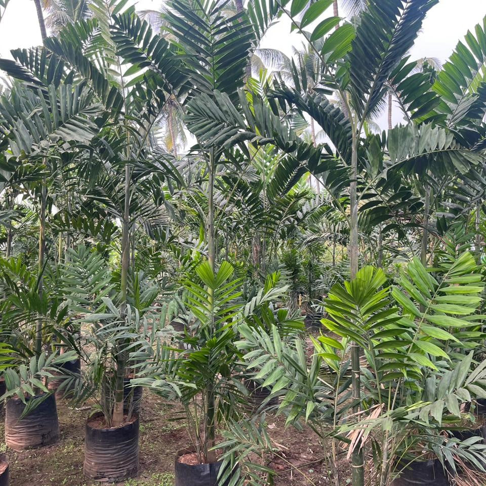 Exotic Howeia Forsteriana (Kentia) Palm Plant | Bring Paradise to Your ...