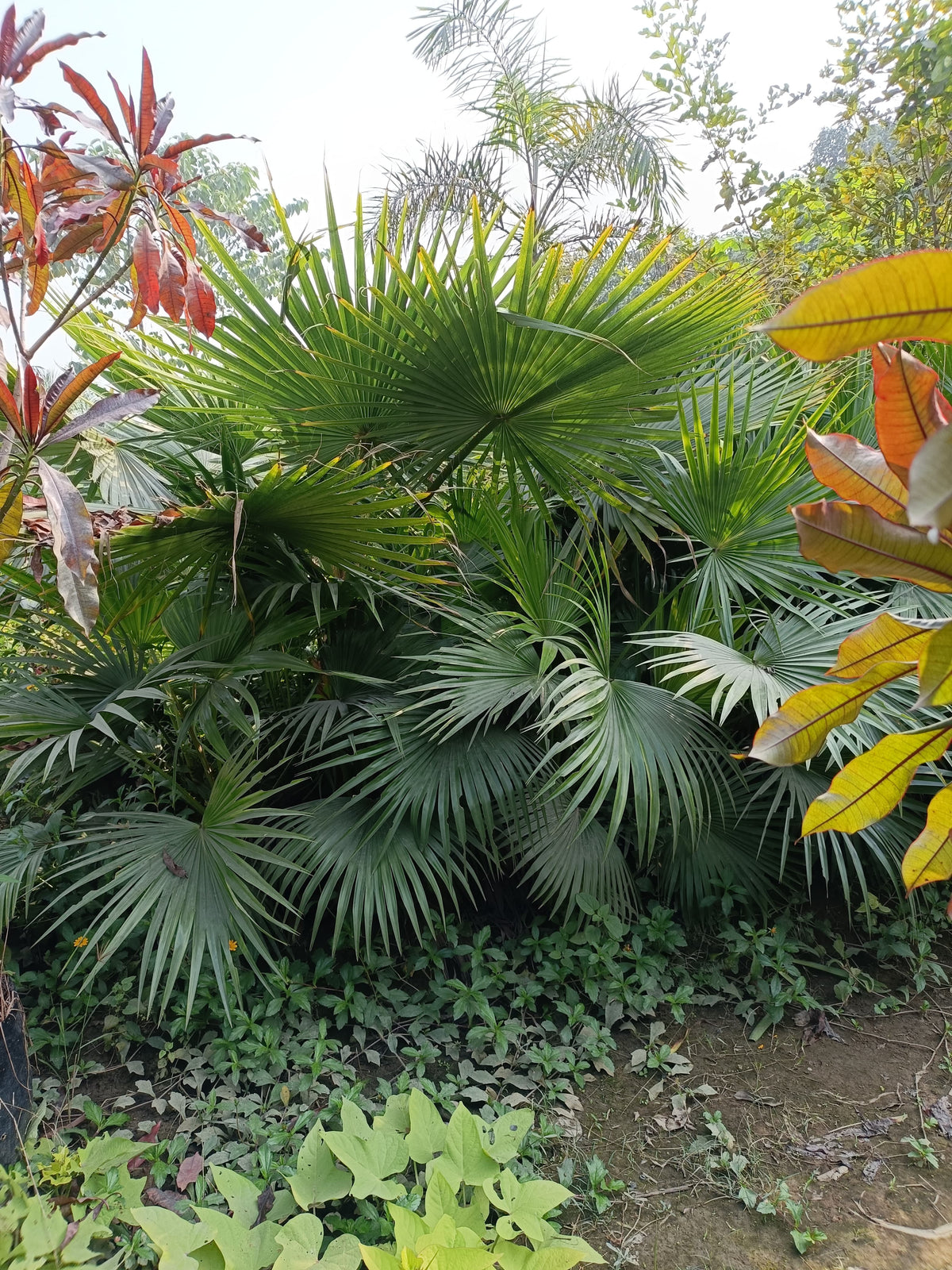 China Palm - Livistona Chinensis — Saharanpur Nursery
