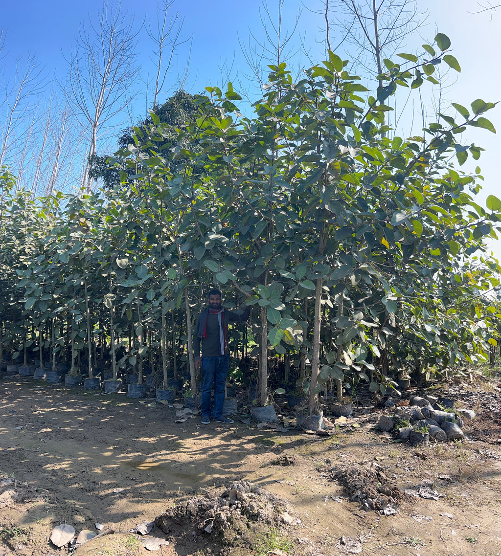 Buy All Timbers plants in wholesale- Saharanpur Nursery