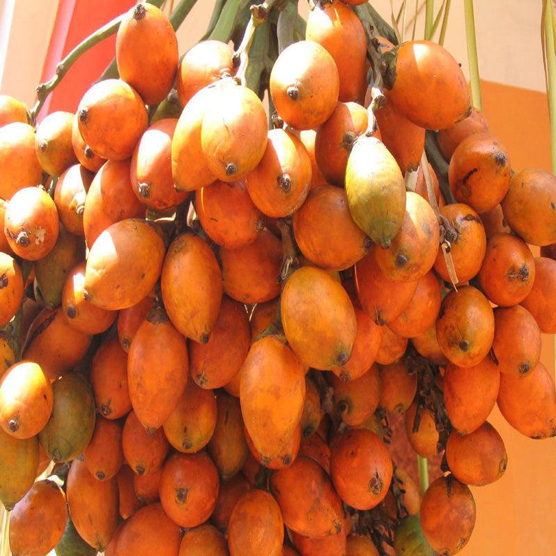 Betel Nut/Areca Nut - Fruit Plants & Tree — Saharanpur Nursery