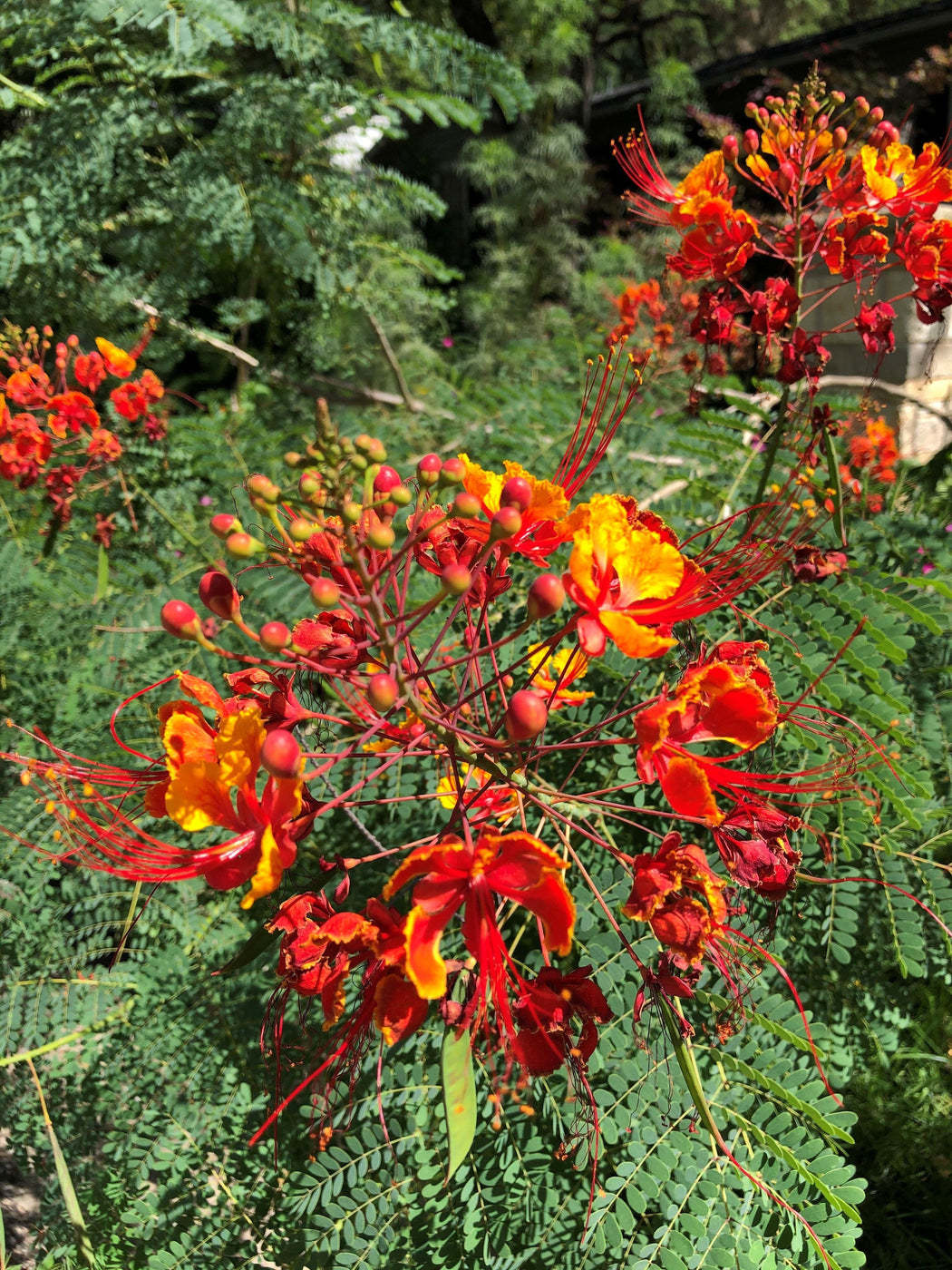 Buy Beautiful Caesalpinia Pulcherrima Plants for Your Garden Today ...