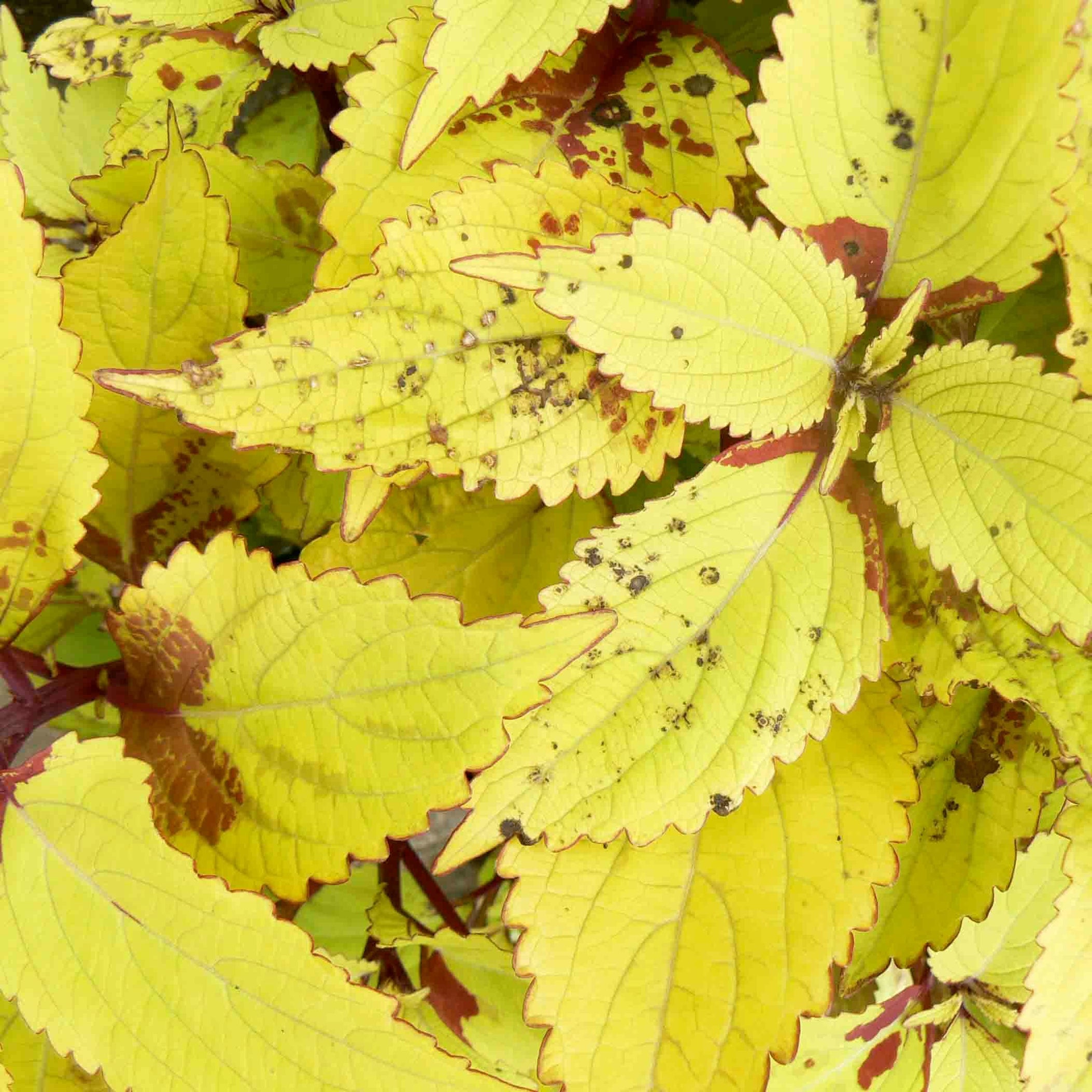 Brighten Up Your Garden with a Stunning Coleus Yellow Plant ...
