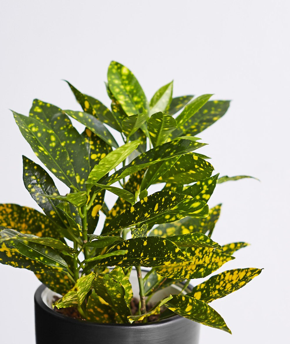 Gold Dust Croton - Ornamental Plants — Saharanpur Nursery
