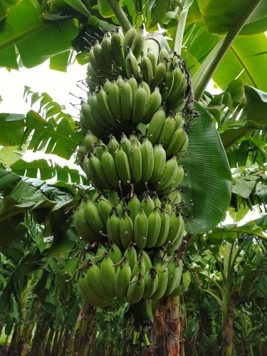Banana Amruthapani - Fruit Plants & Tree — Saharanpur Nursery