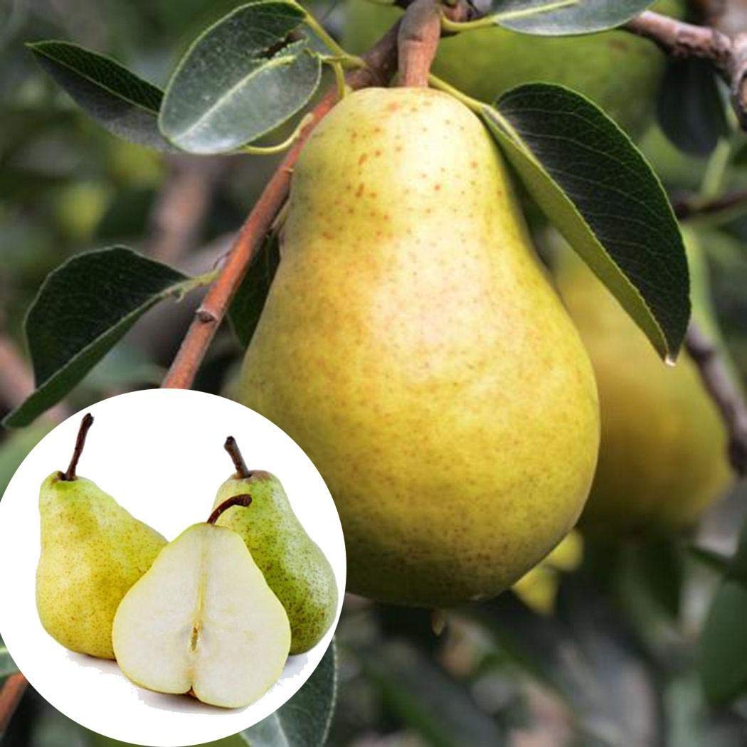Babugosha/Indian Pear - Fruit Plants & Tree — Saharanpur Nursery