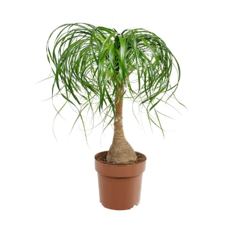 Ponytail Palm/Elephant foot Palm - Palms — Saharanpur Nursery