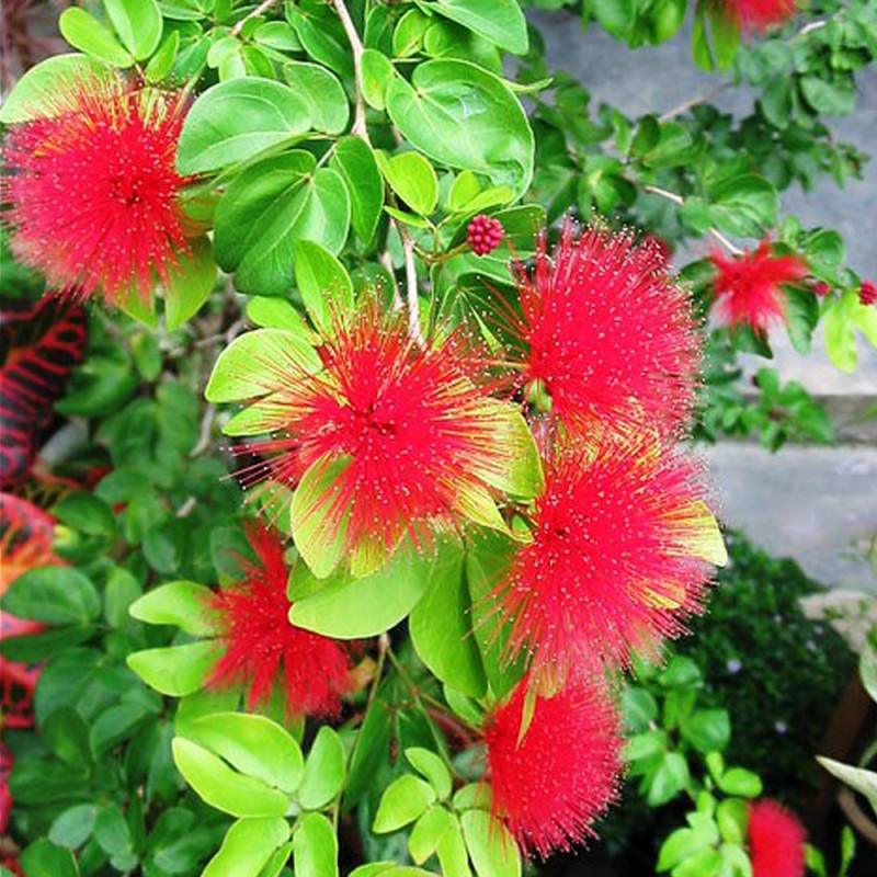 Powder Puff Plant, Calliandra - Plant Garden Live Plant Nursery Indoor ...