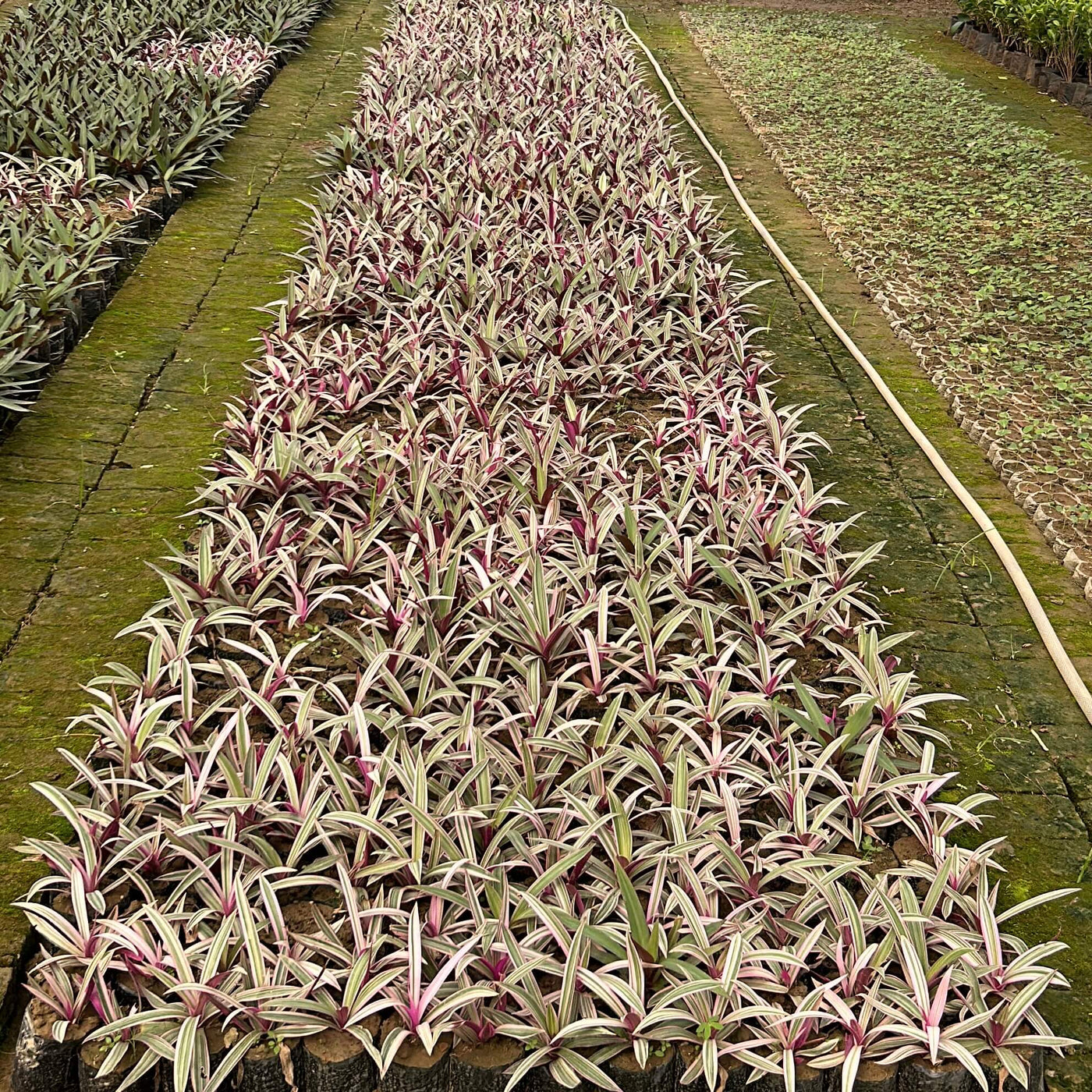 Roheo Plant – Buy Beautiful Roheo Plants at Saharanpur Nursery