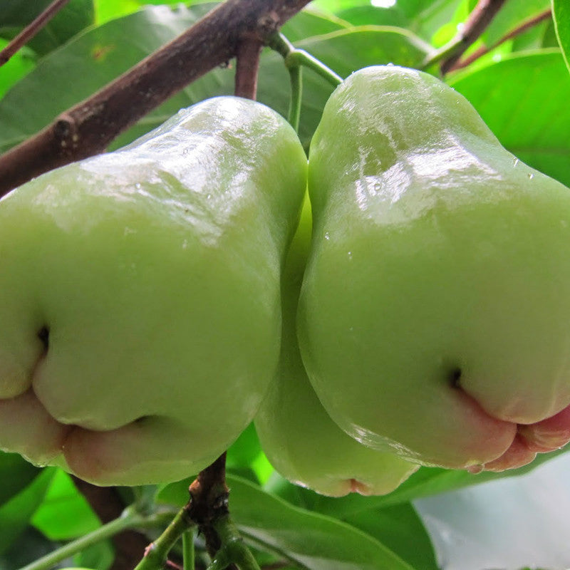 Water Apple Hybrid White- Fruit Plants & Tree — Saharanpur Nursery