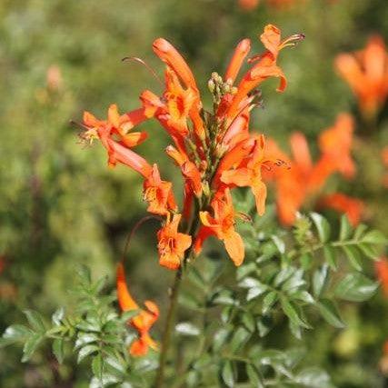 Tecoma capensis, Tecomaria radicans, Tecoma radicans,Orange Trumpet Cl ...
